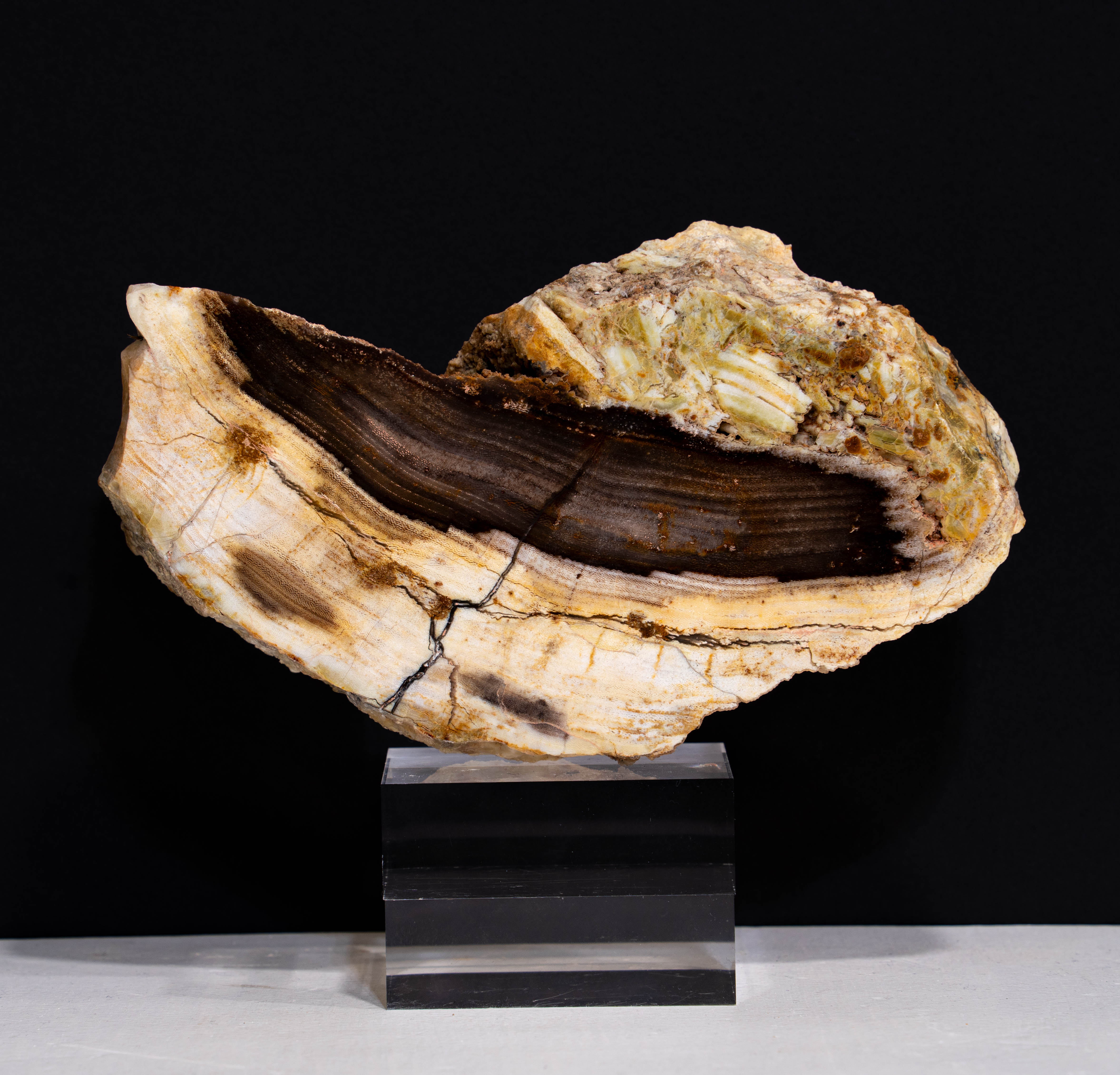 Fossils & Petrified Wood – WOLF & WILLOW PNW Gallery